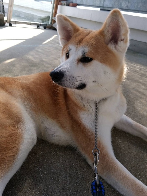 春 | 九州動物学院